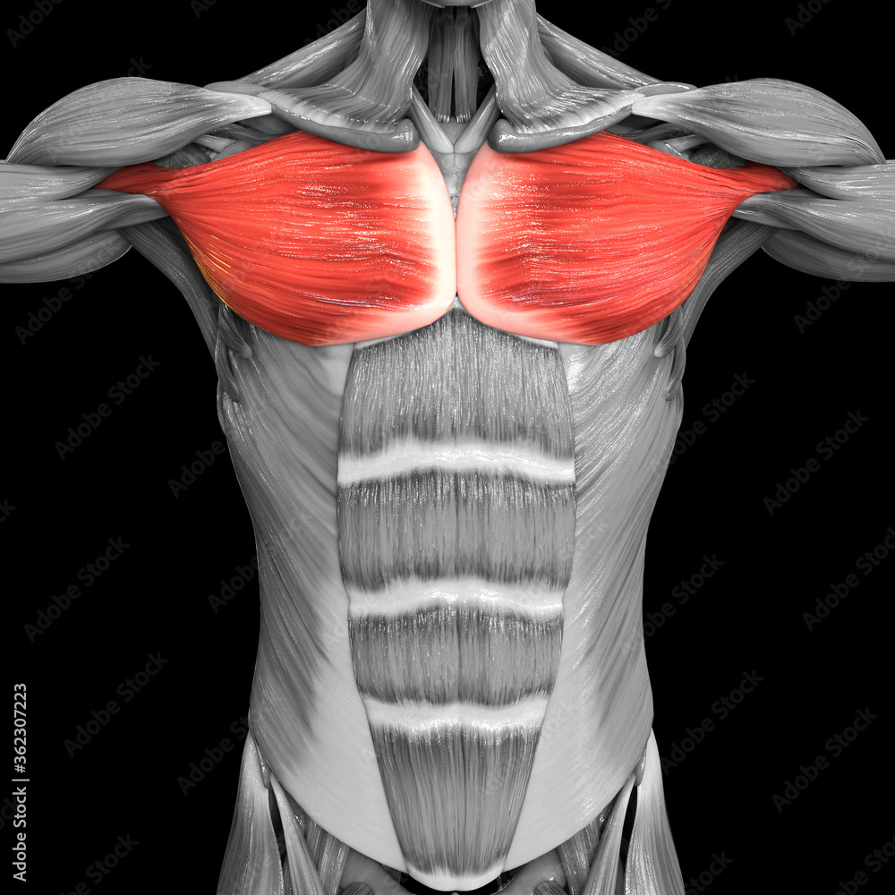 Ilustración de Stock Human Muscular System Torso Muscles Pectoral ...