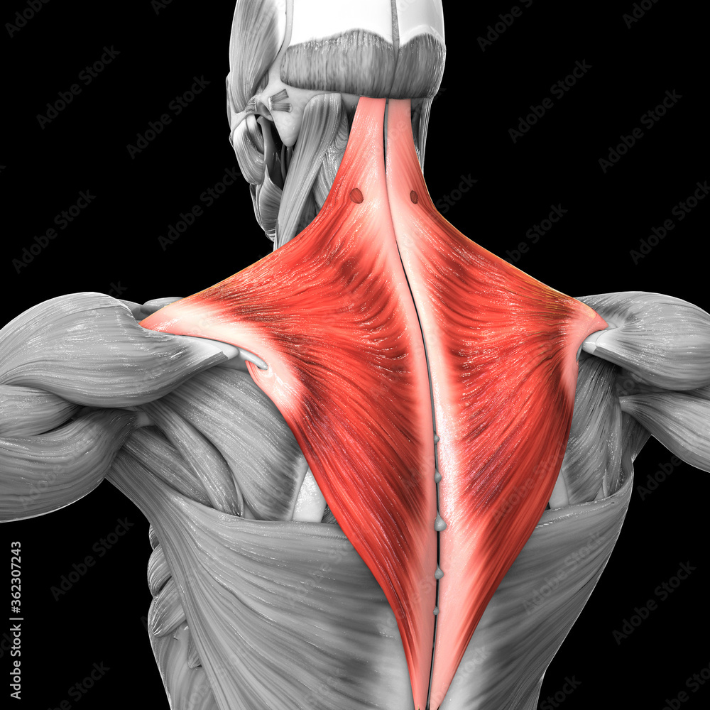 Human Muscular System Torso Muscles Trapezius Muscle Anatomy Stock ...
