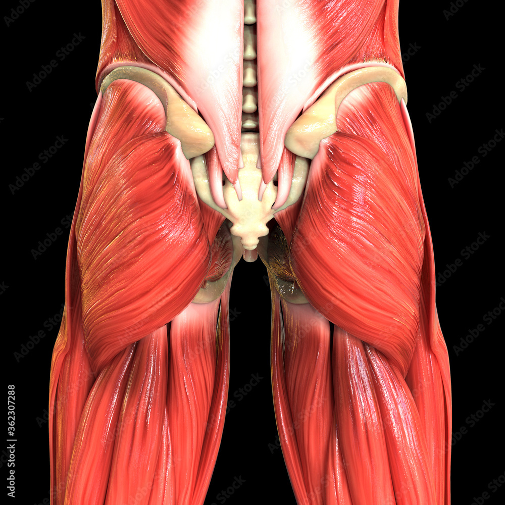 Human Body Muscular System Muscles Anatomy Stock Illustration | Adobe Stock
