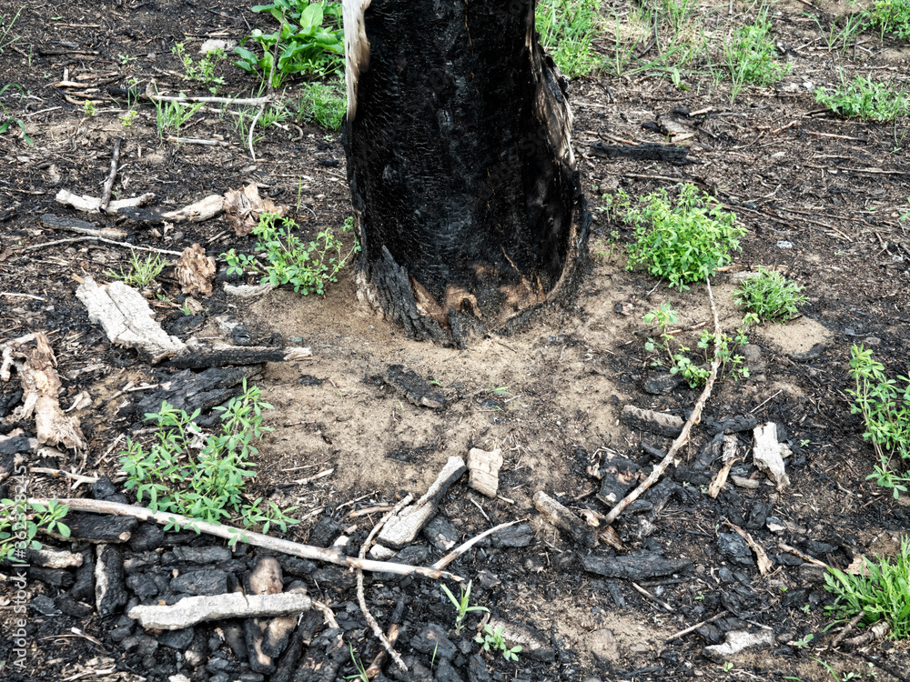 Forestry. Burnt tree trunks after a forest fire that took place two ...