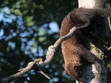 Fisher Cat Free Stock Photo - Public Domain Pictures