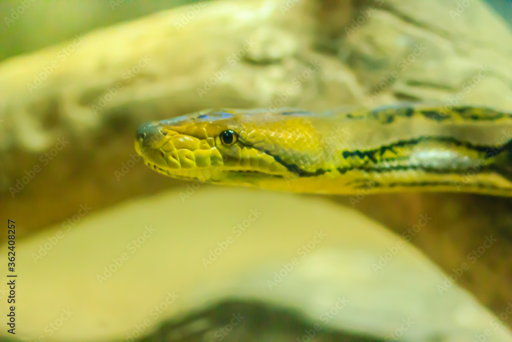 Cute Reticulated Python(Regal Python) Python reticulatus is light ...
