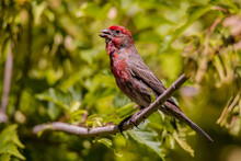 Red House Finch Free Stock Photo - Public Domain Pictures