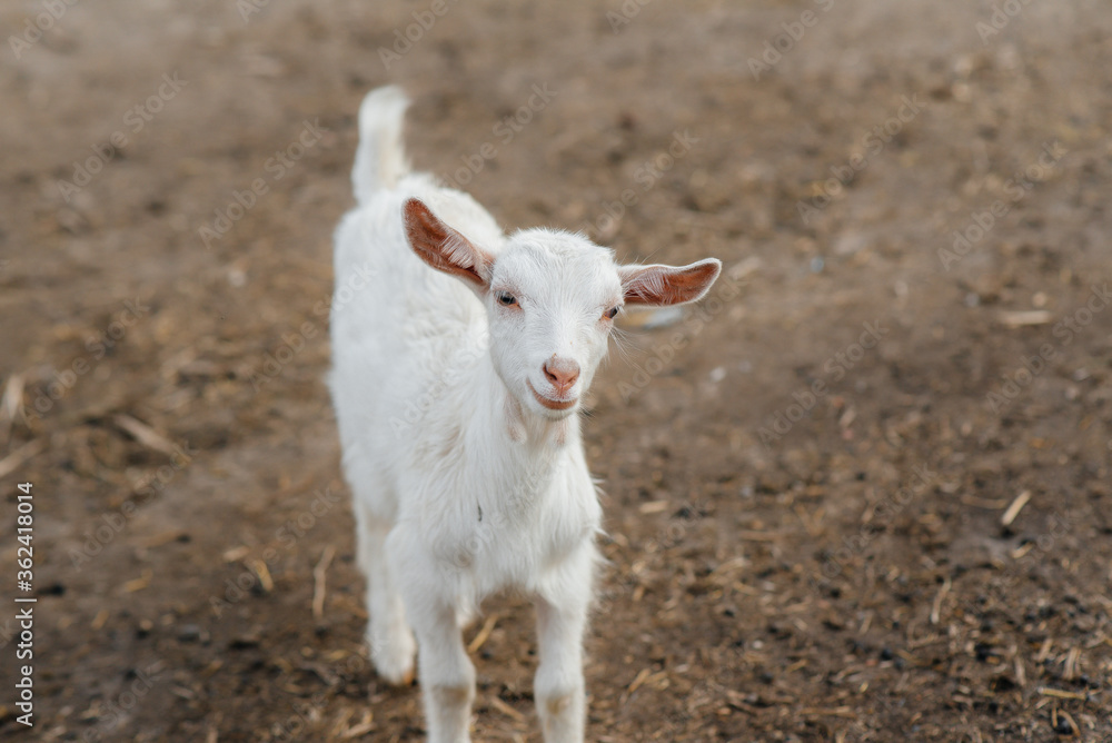 Grazing a herd of goats and sheep in the open air on the ranch. Cattle ...
