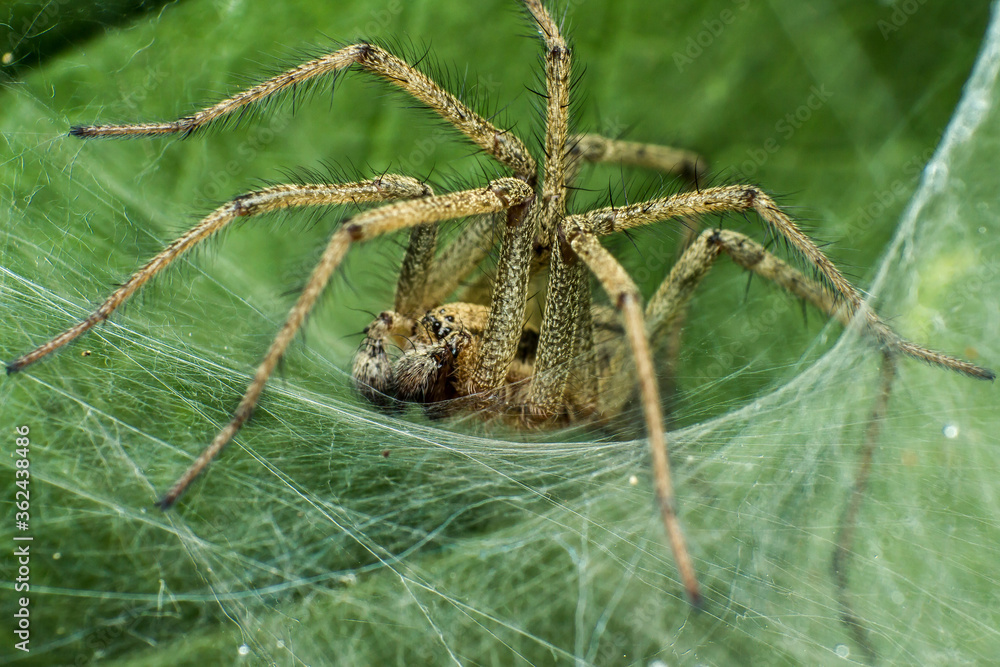 Labyrinth spider (Agelena labyrinthica), from the family of funnel ...