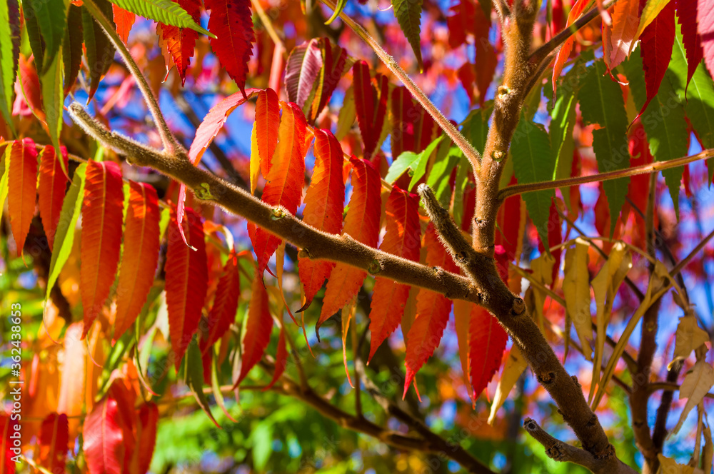 Autumn red and yellow colors of the Rhus typhina, Staghorn sumac ...