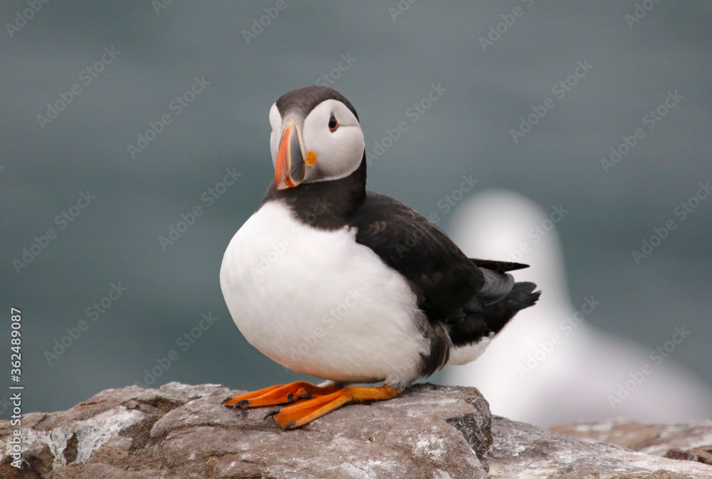 Photo Stock Atlantic puffins on the Farnes Islands UK | Adobe Stock