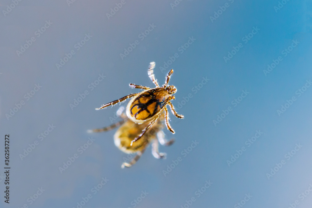 Macro photography of the Ixodid tick.Reflection in the mirror.A ...