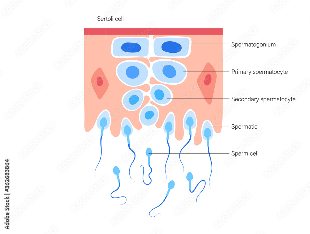 Reproductive system concept Stock Vector | Adobe Stock