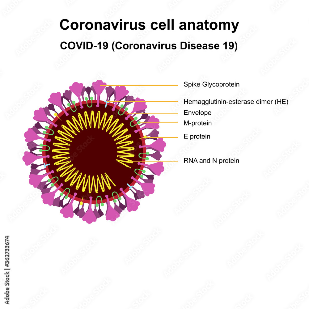 Coronavirus cell structures and anatomy. Labeled with morphology of ...