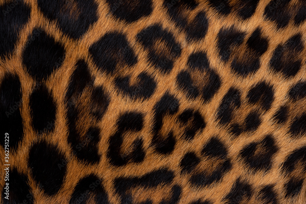 Leopard skin texture : Close-up leopard spot pattern texture background ...