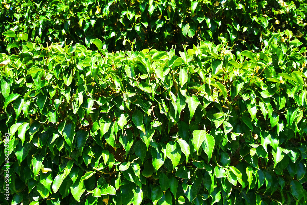 ficus benjamina texture Stock Photo | Adobe Stock