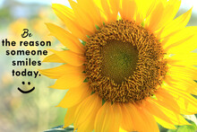 Sunflower Inspirational Quote Free Stock Photo - Public Domain Pictures