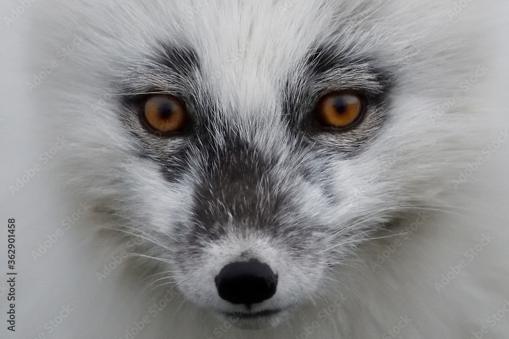 Arctic fox portrait Stock Photo | Adobe Stock