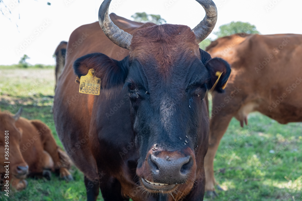 Portrait of a cow in the pasture. Animal head close up. Flies sit on ...