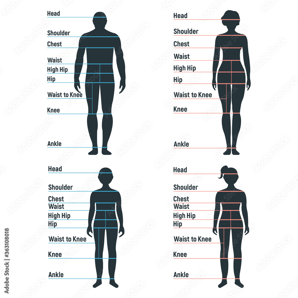Male and female size chart anatomy human character, people dummy front ...