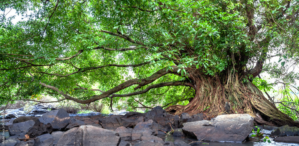 Ancient Ficus bengalensis grows by stream in a tropical forest. The ...