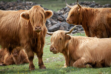 Highland Cow Free Stock Photo - Public Domain Pictures