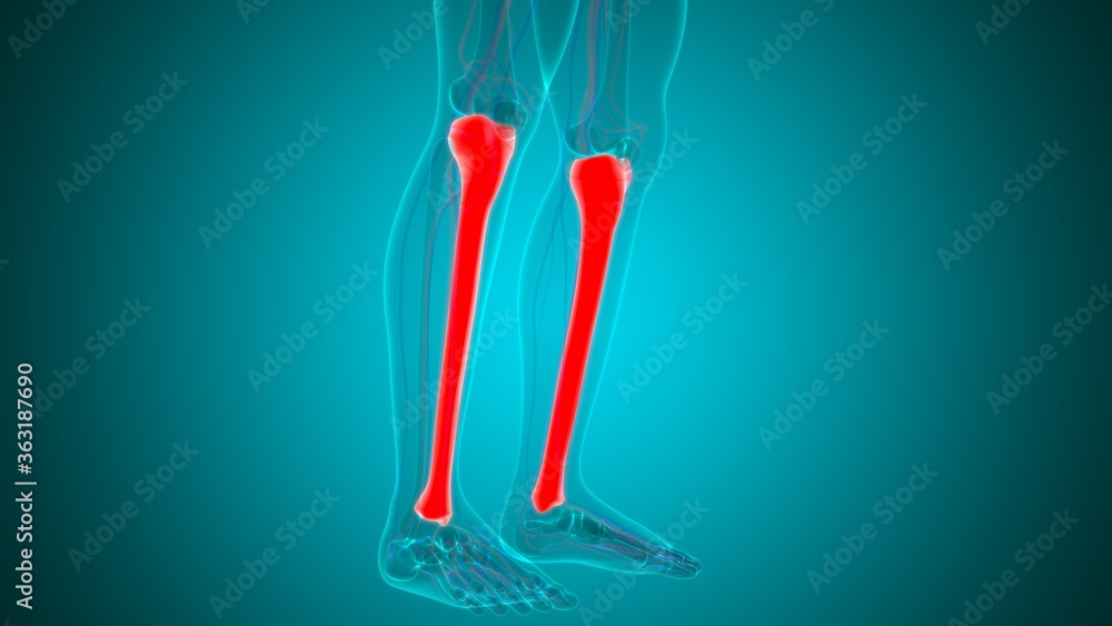 Human skeleton anatomy Tibia Bone 3D Rendering Stock Illustration ...