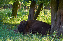 Bison Under A Tree Free Stock Photo - Public Domain Pictures