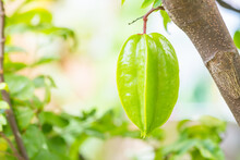 Green Star Apple Fruit On Tree Free Stock Photo - Public Domain Pictures