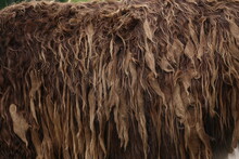 Highland Cow Pattern Background Free Stock Photo - Public Domain Pictures