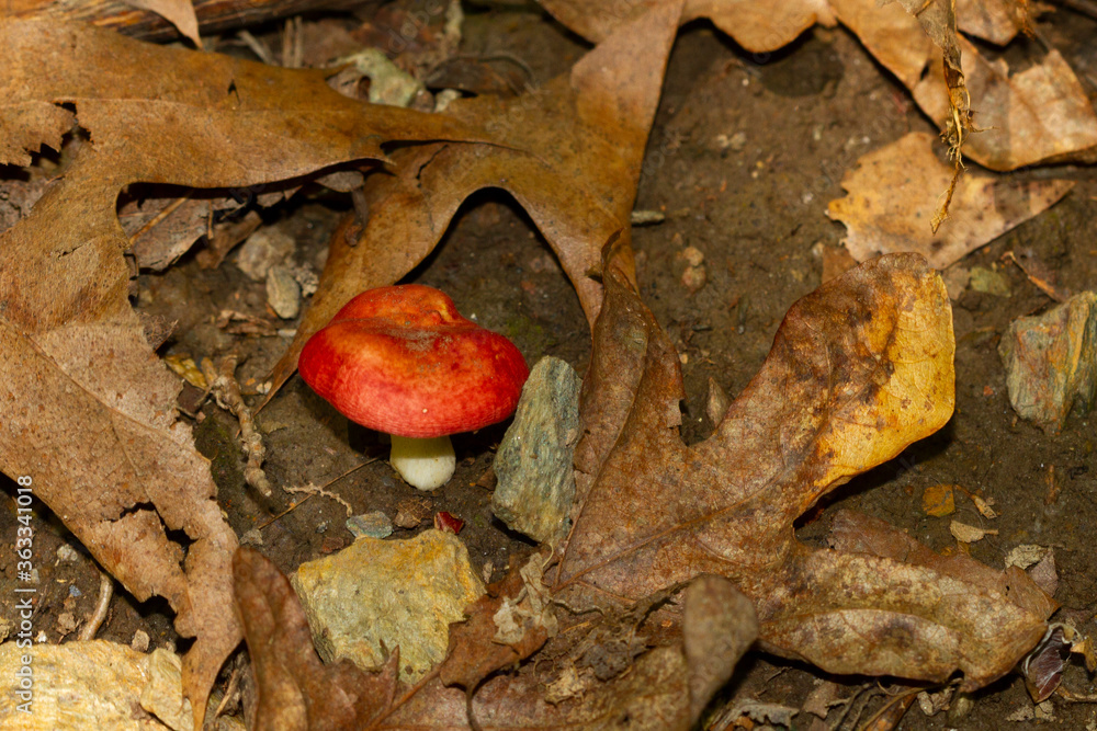 isolated image of Russula emetica mushroom a.k.a The Sickener, a white ...