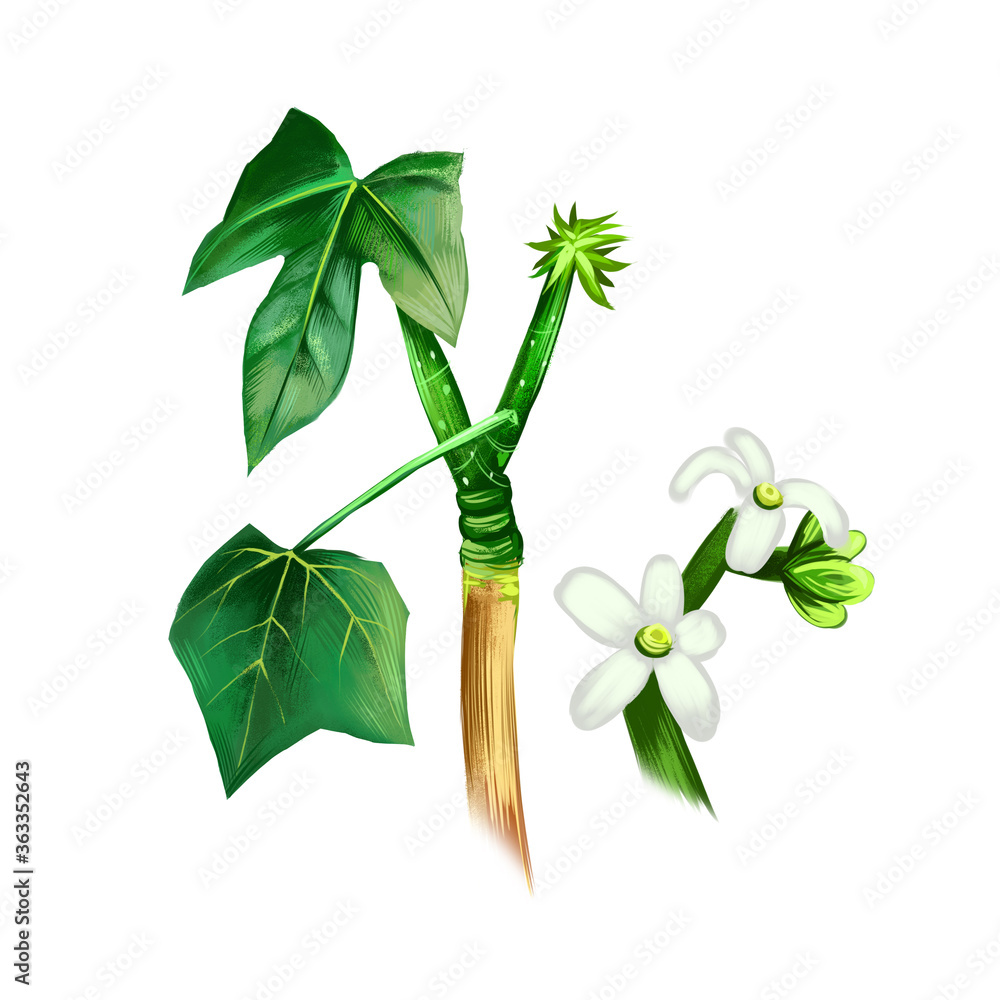 Chaya vegetable isolated on white background. Hand drawn illustration ...