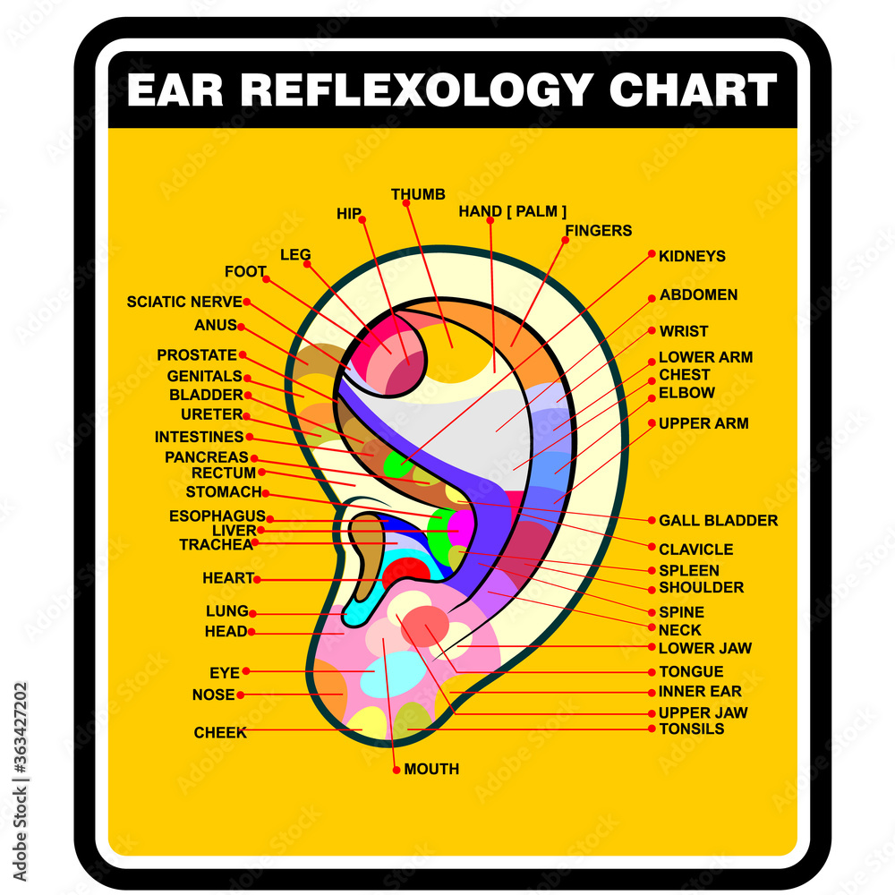 Ear Reflexology Chart, poster and banner Stock Vector | Adobe Stock