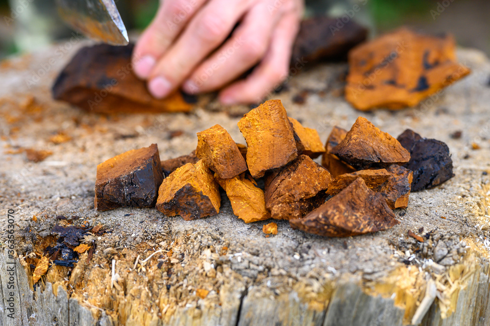 pile pieces of sliced and peeled chaga mushroom birch fungus are ...