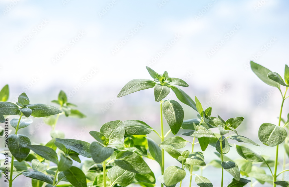 Small plants of different sizes on a green background, the concept of ...