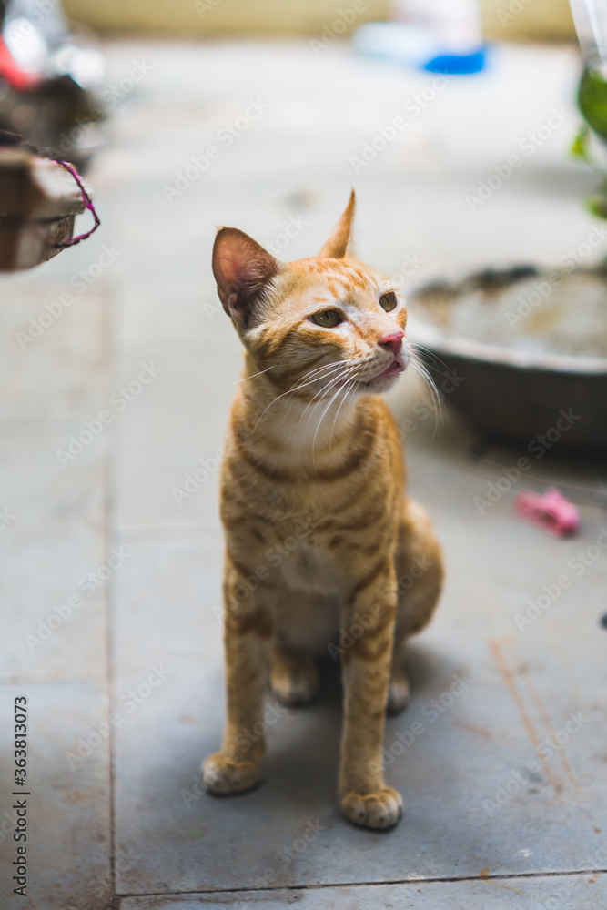 Indian billi breed also known as Indian common cat Stock Photo | Adobe ...