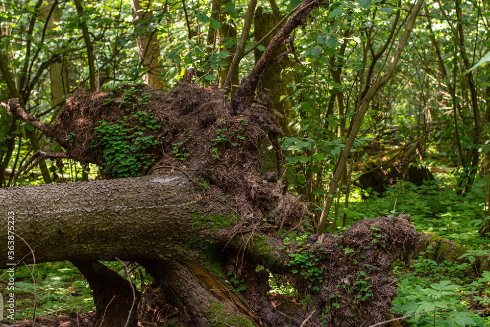 uprooted trees lie in the forest. a consequence of natural phenomena, a ...