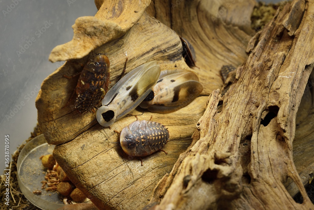 Giant cockroach Blaberus giganteus in terrarium, close-up. Wooden ...