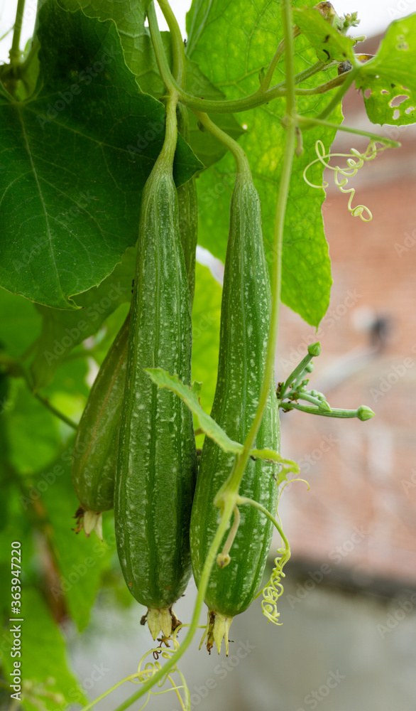 IMAGE OF SPONGE GOURD / GILKI / NENUA / PAROR VEGETABLE Stock Photo ...