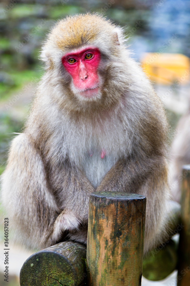 ภาพถ่าย Stock Snow monkeys in a natural onsen (hot spring), located in ...