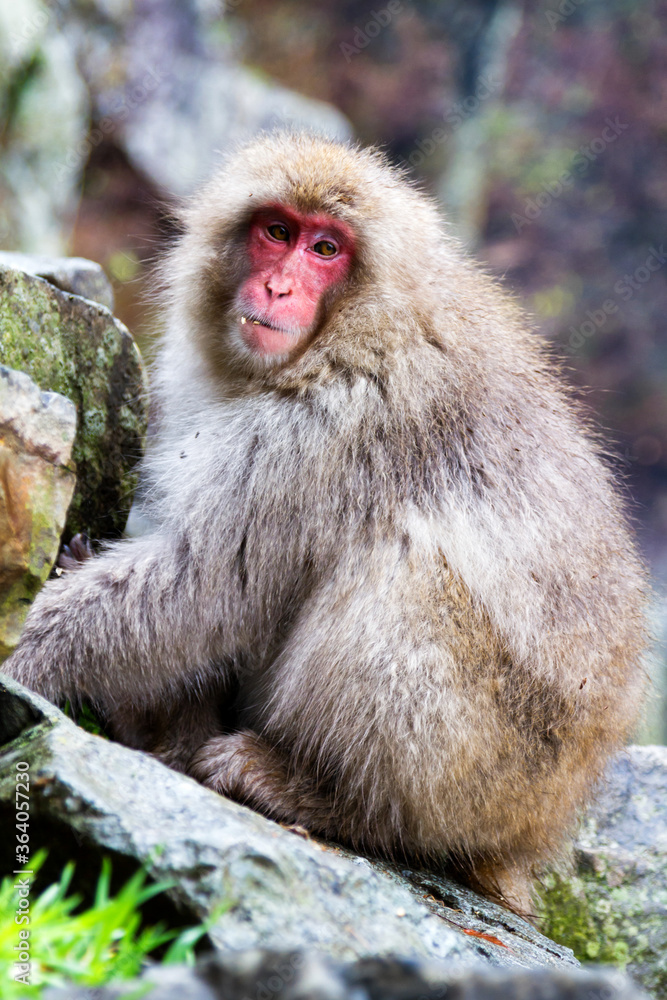 Snow monkeys in a natural onsen (hot spring), located in Jigokudani ...