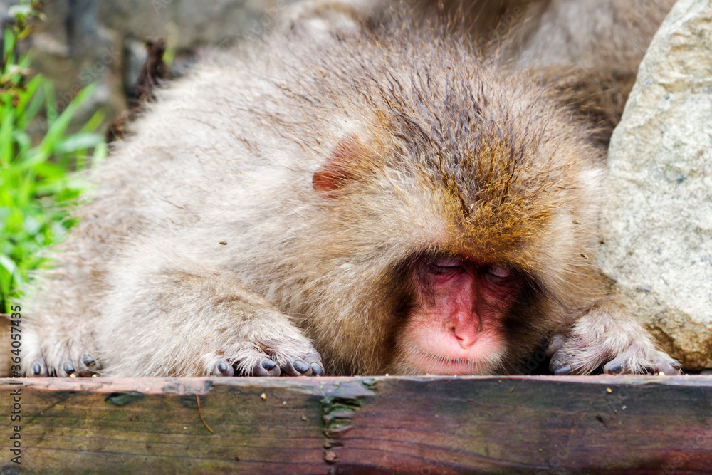 Snow monkeys in a natural onsen (hot spring), located in Jigokudani ...