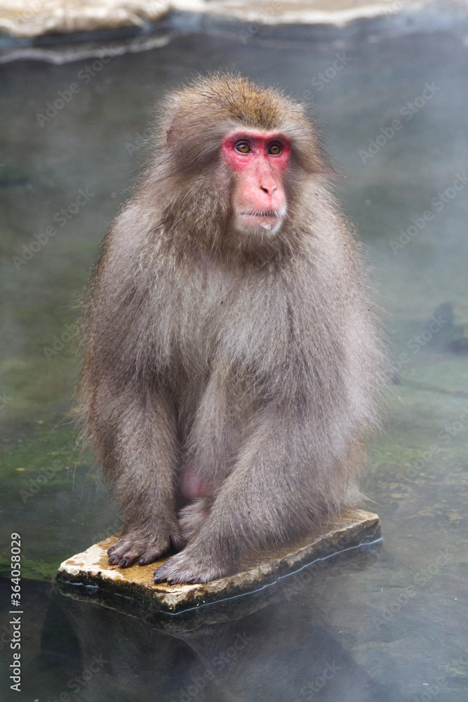 Snow monkeys in a natural onsen (hot spring), located in Jigokudani ...
