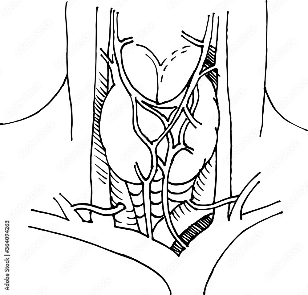 Vector de Stock Contour vector outline drawing of larynx, throat ...