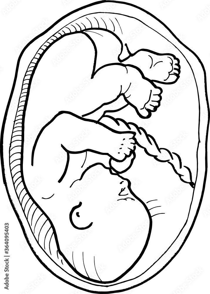 Contour vector outline drawing of human embryo. Medical design editable ...