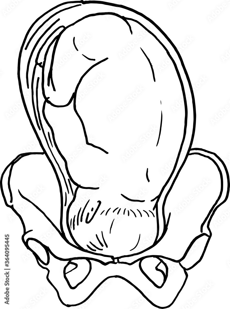 Contour vector outline drawing of human embryo. Medical design editable ...