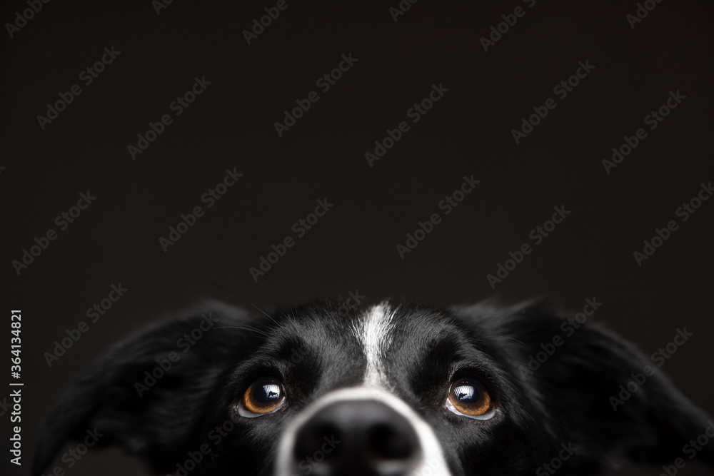 isolated black and white border collie close up head horizontal ...
