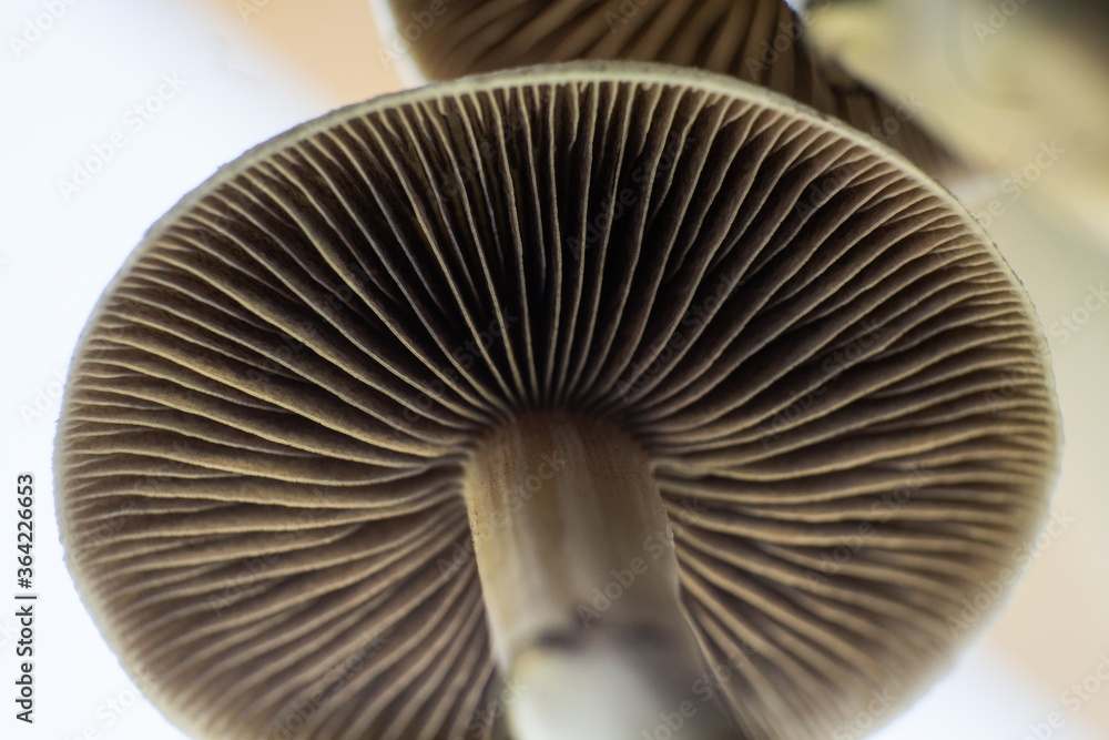 Growing Albino A strain. Medical research of psilocybin . Psilocybin ...
