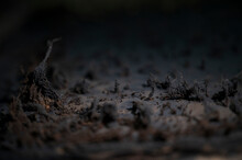 Macro Soot Free Stock Photo - Public Domain Pictures