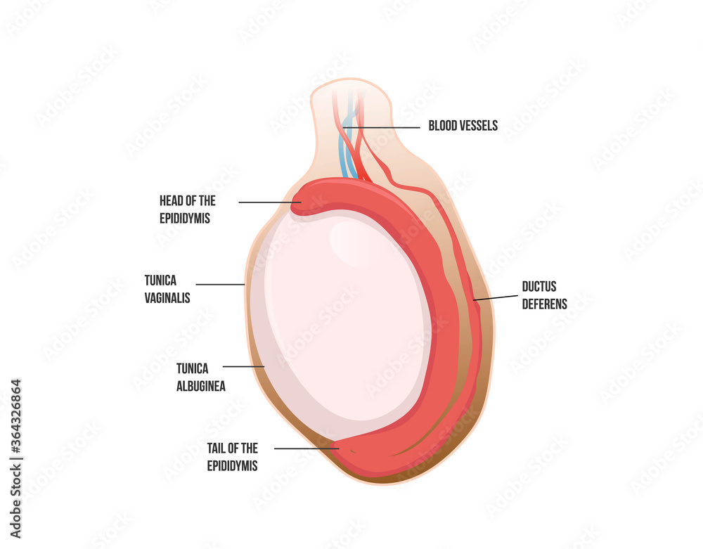 Normal testicular anatomy. Human testis vector illustration Stock ...