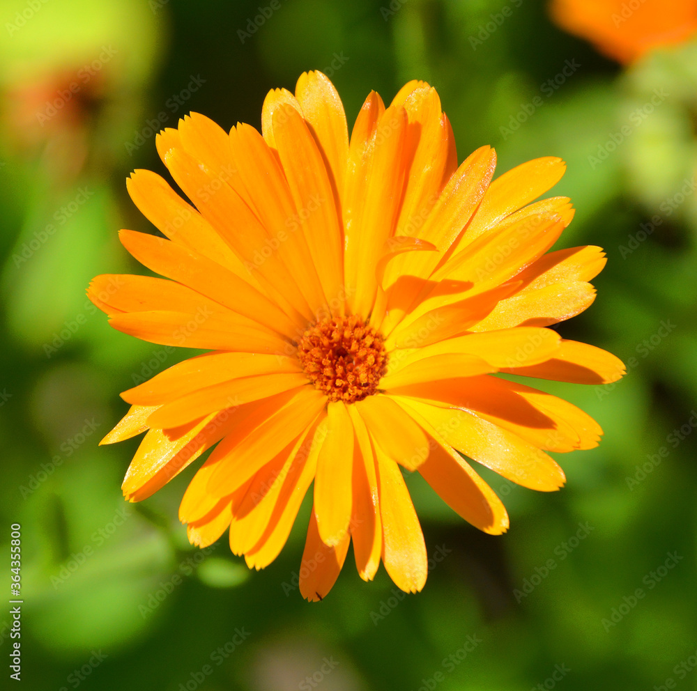 Foto de Stock Asteraceae or Compositae (commonly referred to as the ... Foto de Stock Asteraceae or Compositae (commonly referred to as the ...