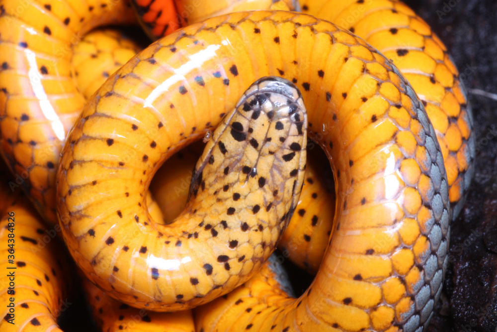 Ventral view showing the underside of the head, lower jaw and belly of ...