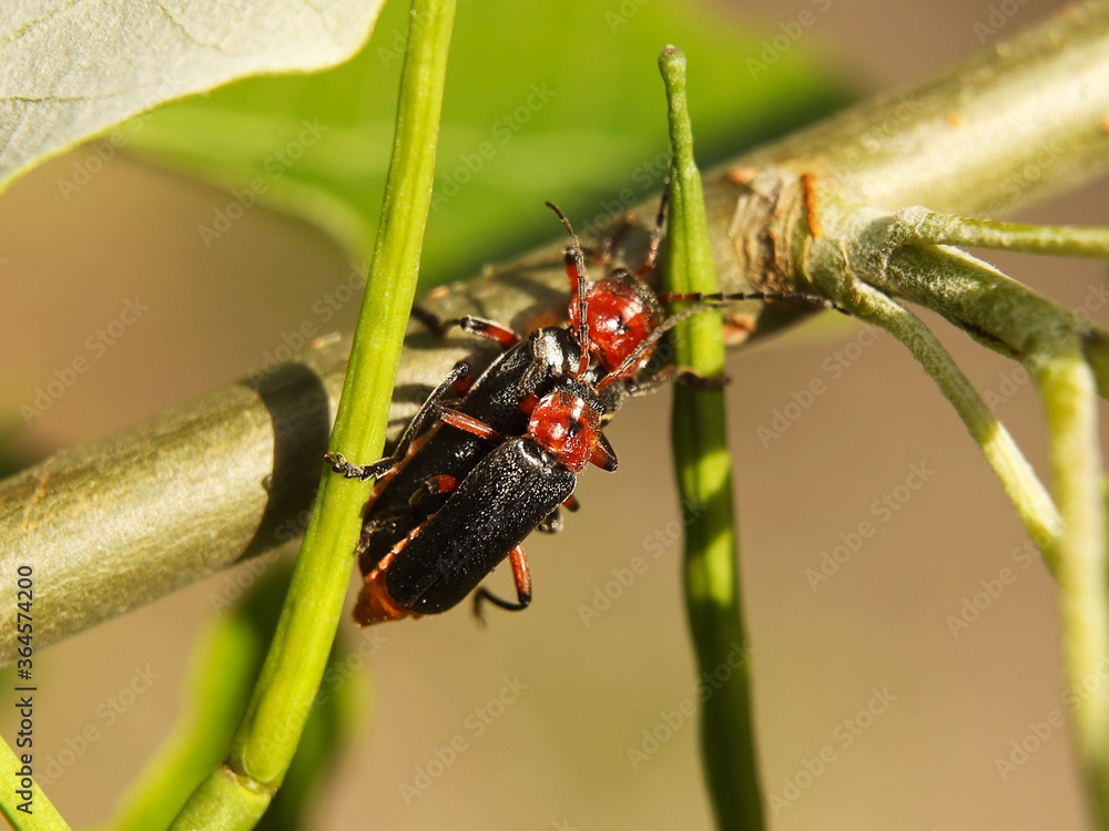 Copulation of beetles of firefighters. Reproduction of insects. Macro ...