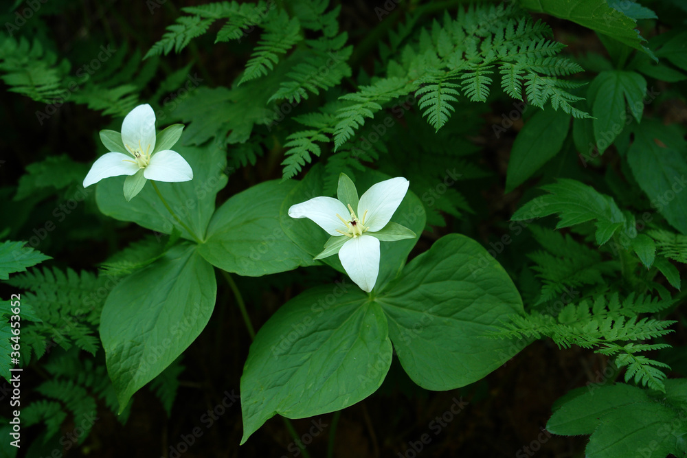 Flora of Kamchatka Peninsula: white flowers of Trillium camschatcense ...